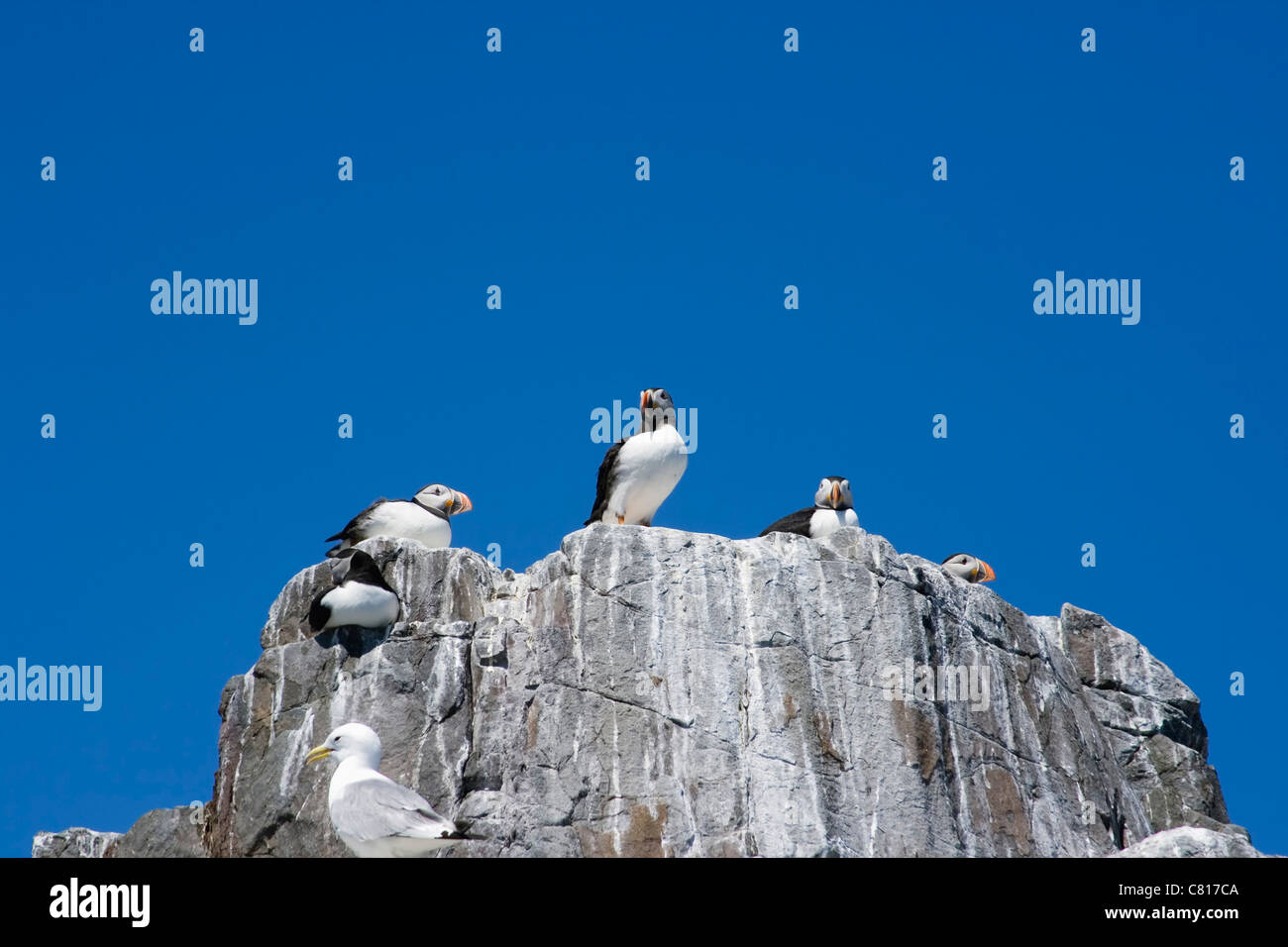 English puffins hi-res stock photography and images - Alamy