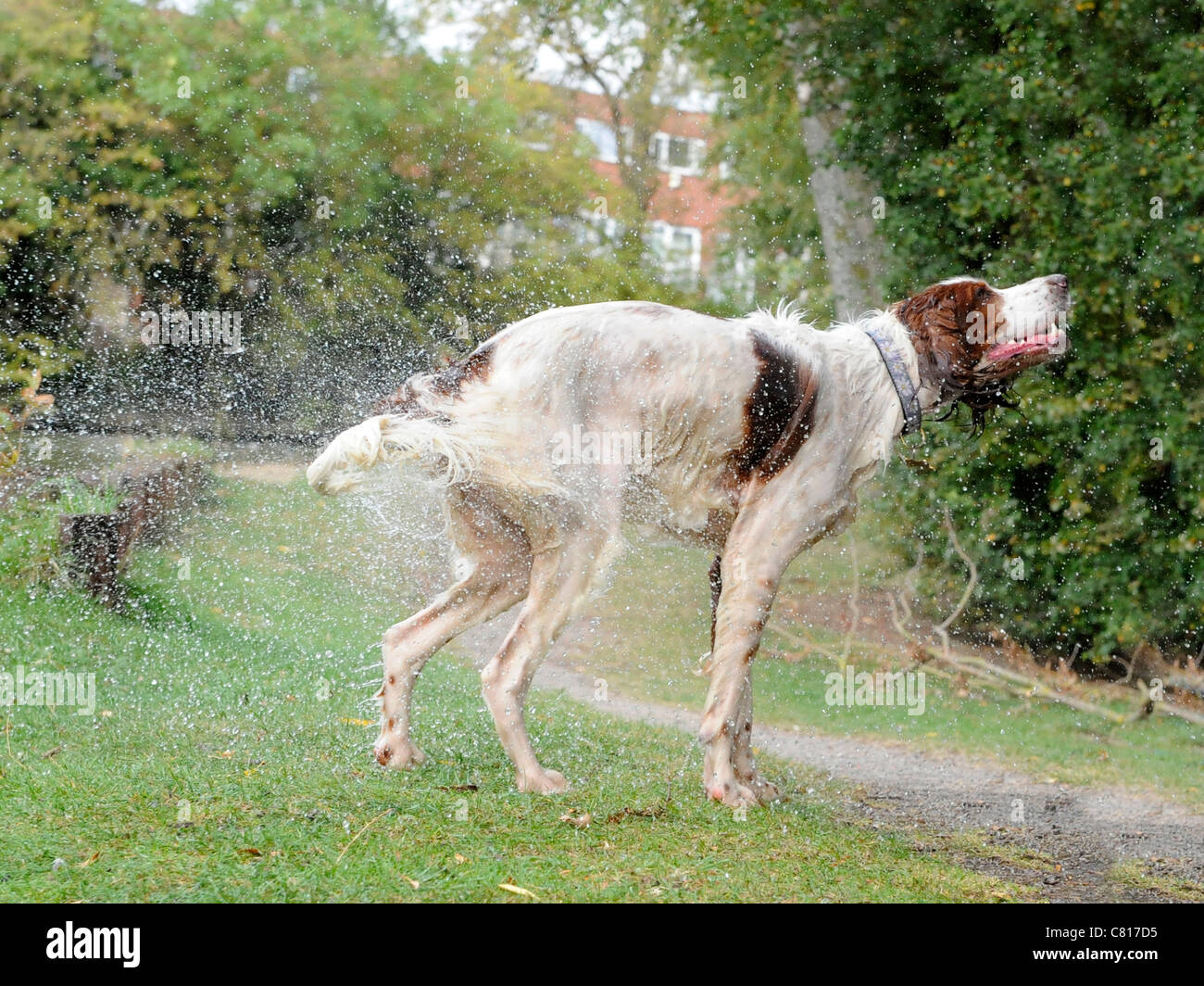 Dog wet shaking hi-res stock photography and images - Alamy