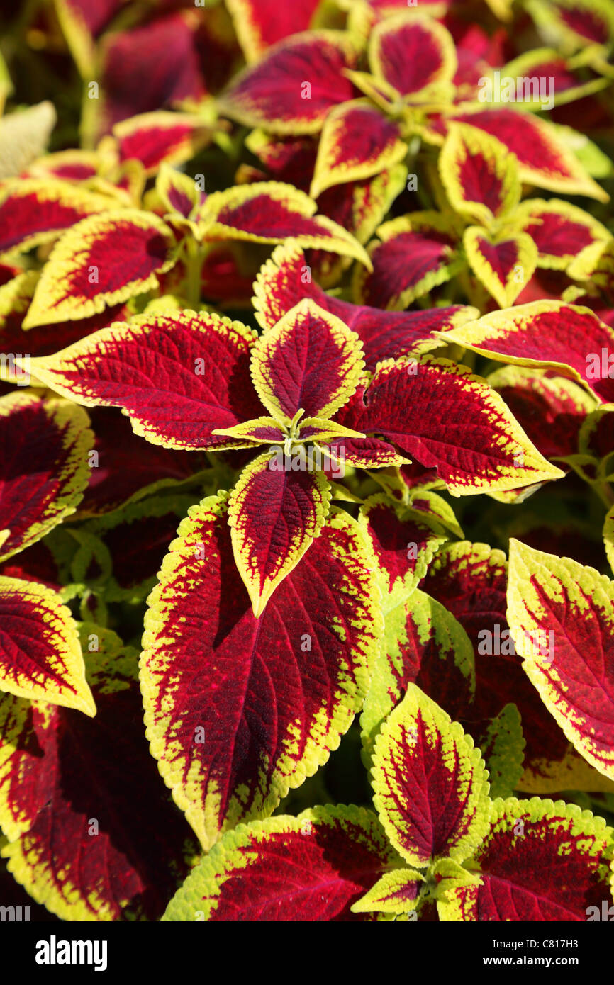 Coleus red plant hi-res stock photography and images - Alamy