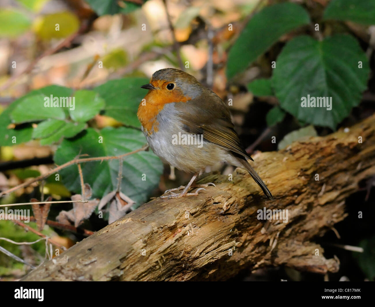 A small juvenile red robin sitting on a branch Stock Photo - Alamy