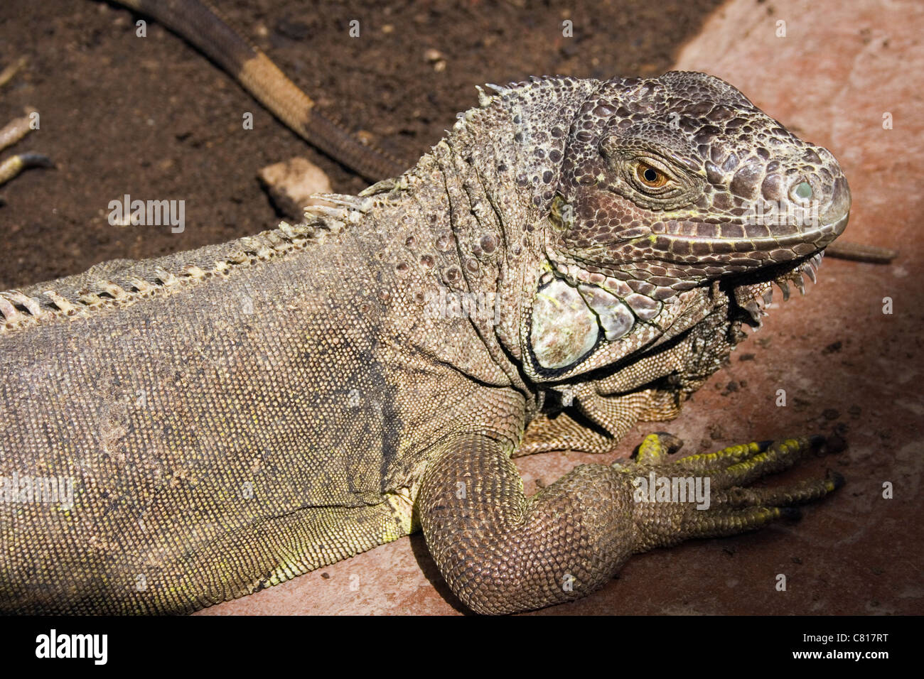 Green Iguana or Common Iguana, Iguana iguana. Butterfly House ...