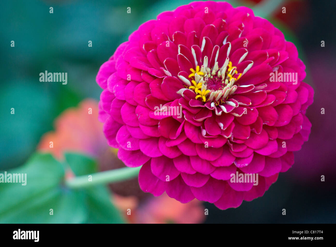 Thick petals hi-res stock photography and images - Alamy