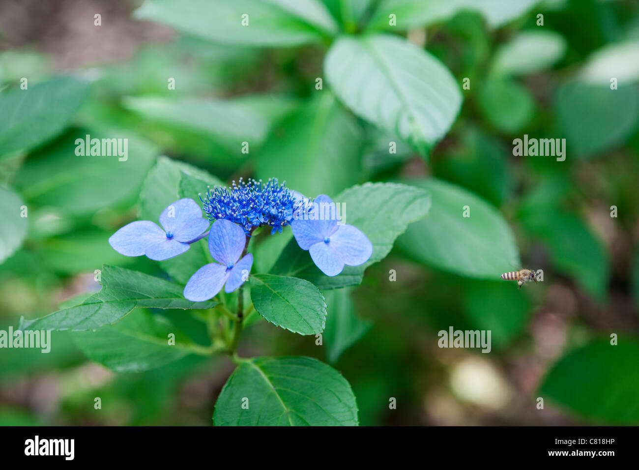 Bee On Hydrangea Stock Photo - Alamy