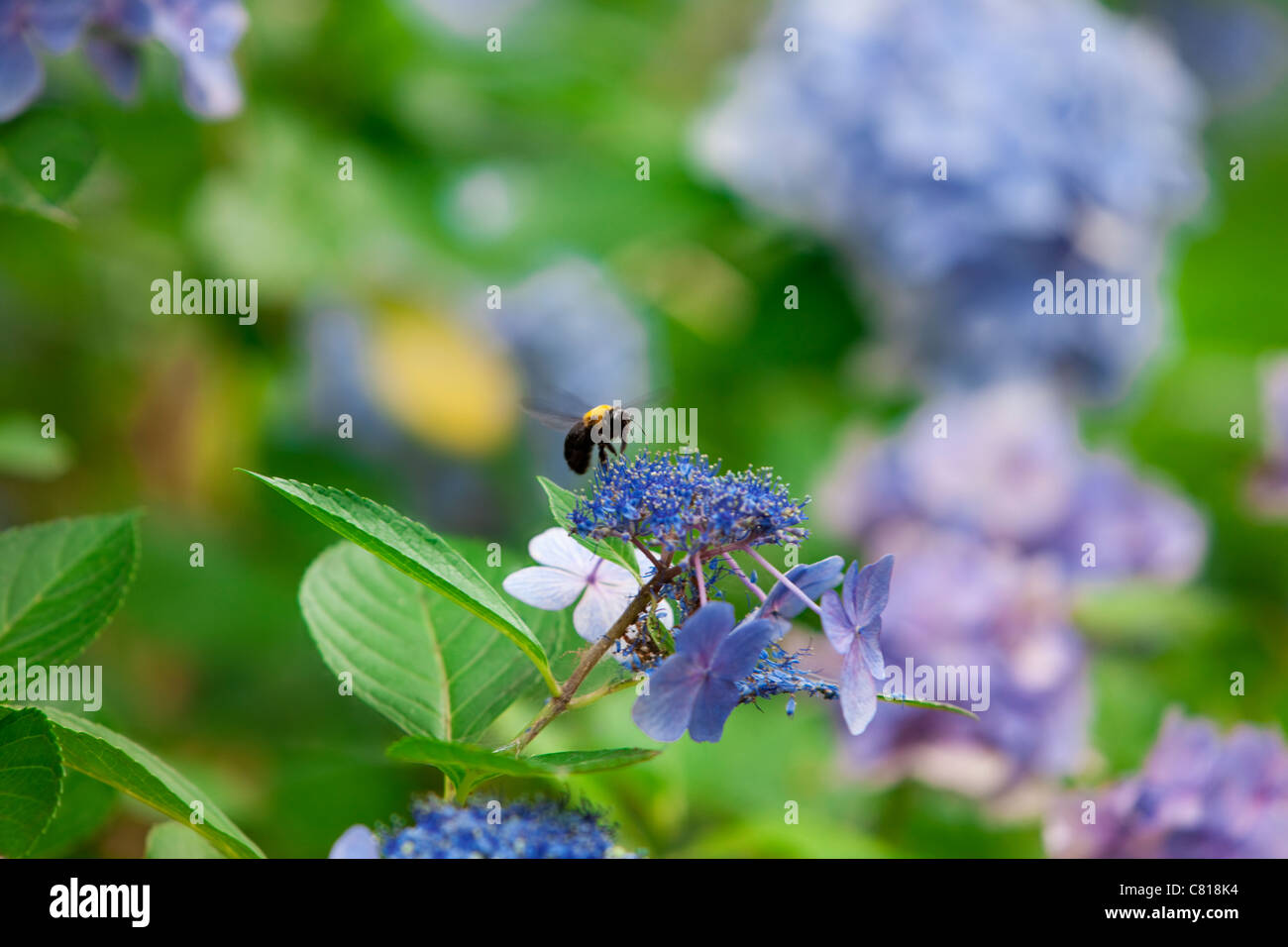 Bee on Hydrangea Stock Photo - Alamy