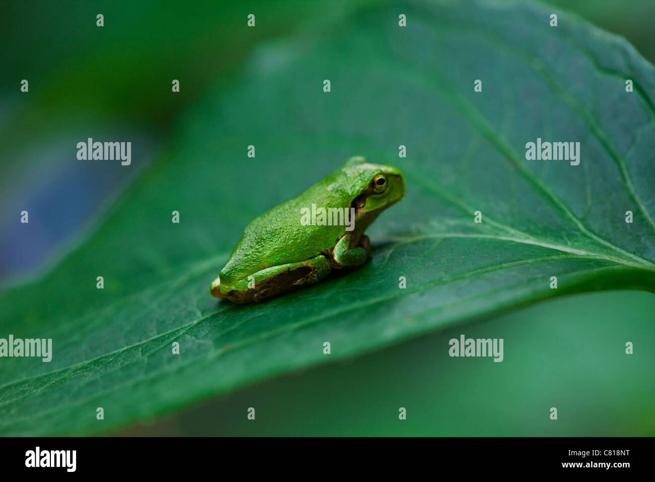 Tree Frog on Leaf Stock Photo - Alamy