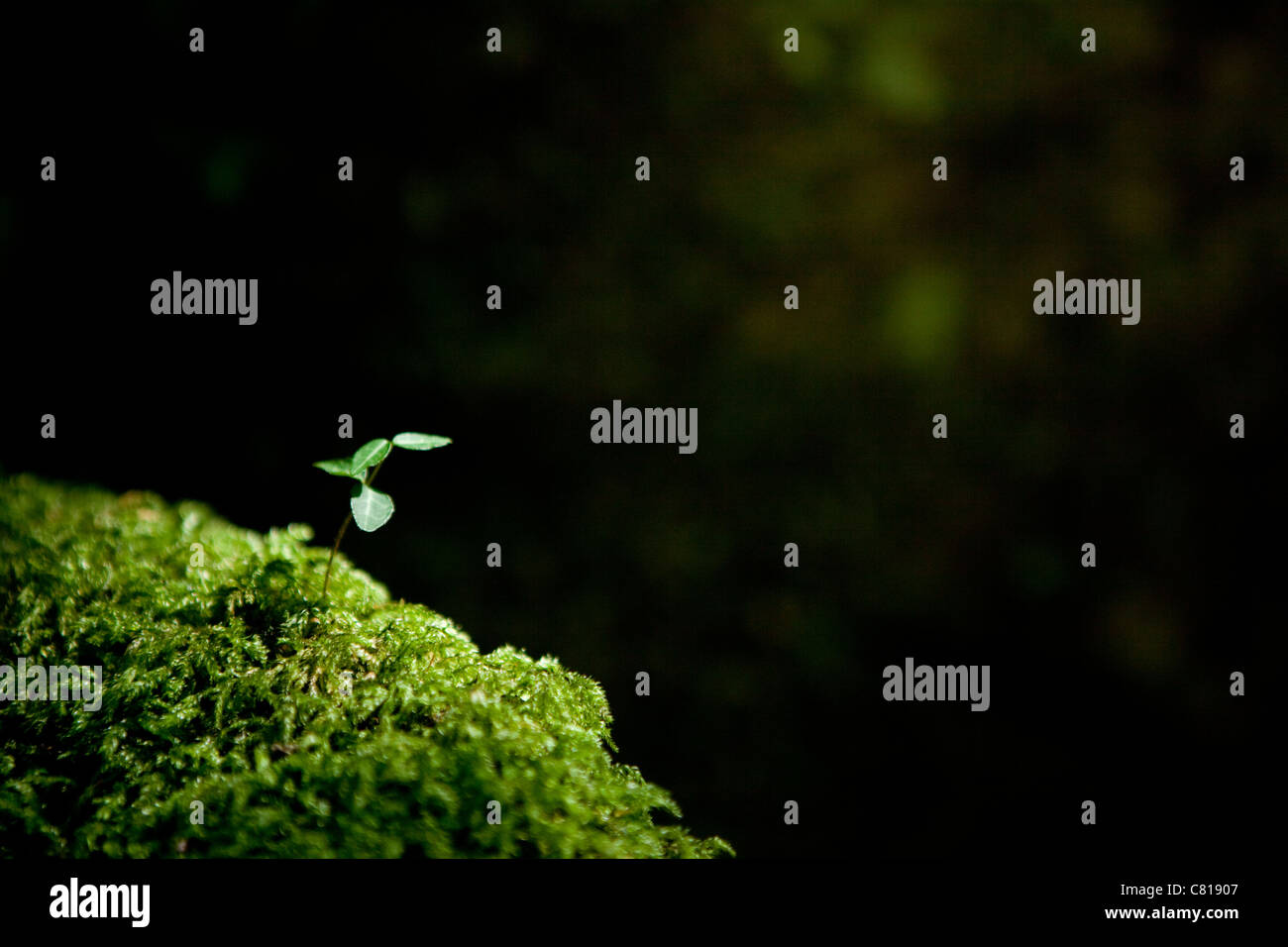 Sprout Growing in Moss Stock Photo - Alamy