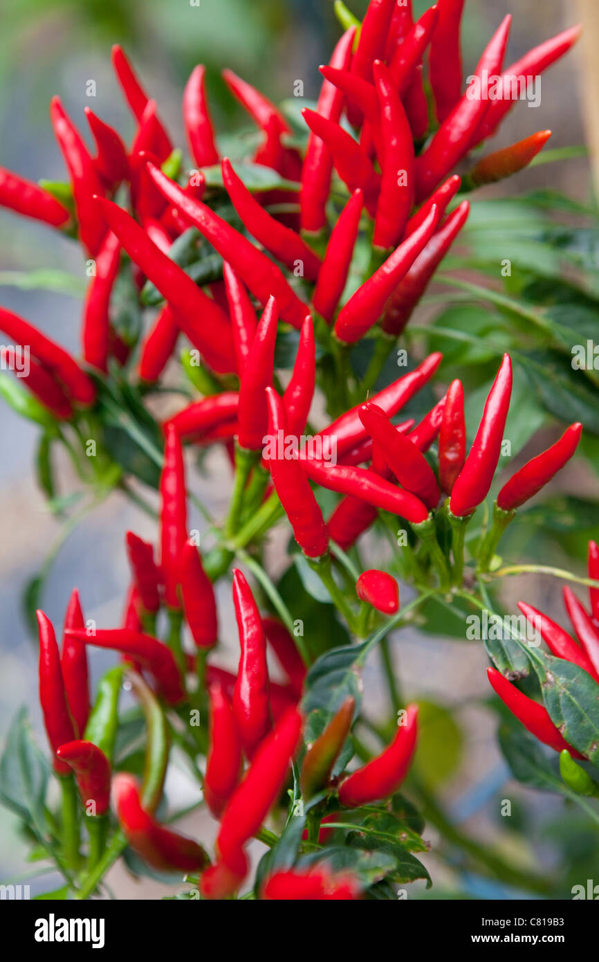 Red Chilli Peppers Stock Photo - Alamy