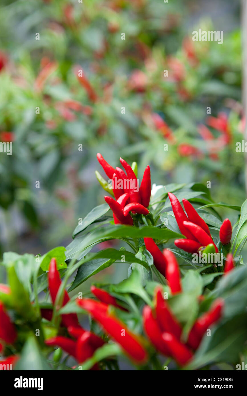 Red Chilli Peppers Stock Photo - Alamy