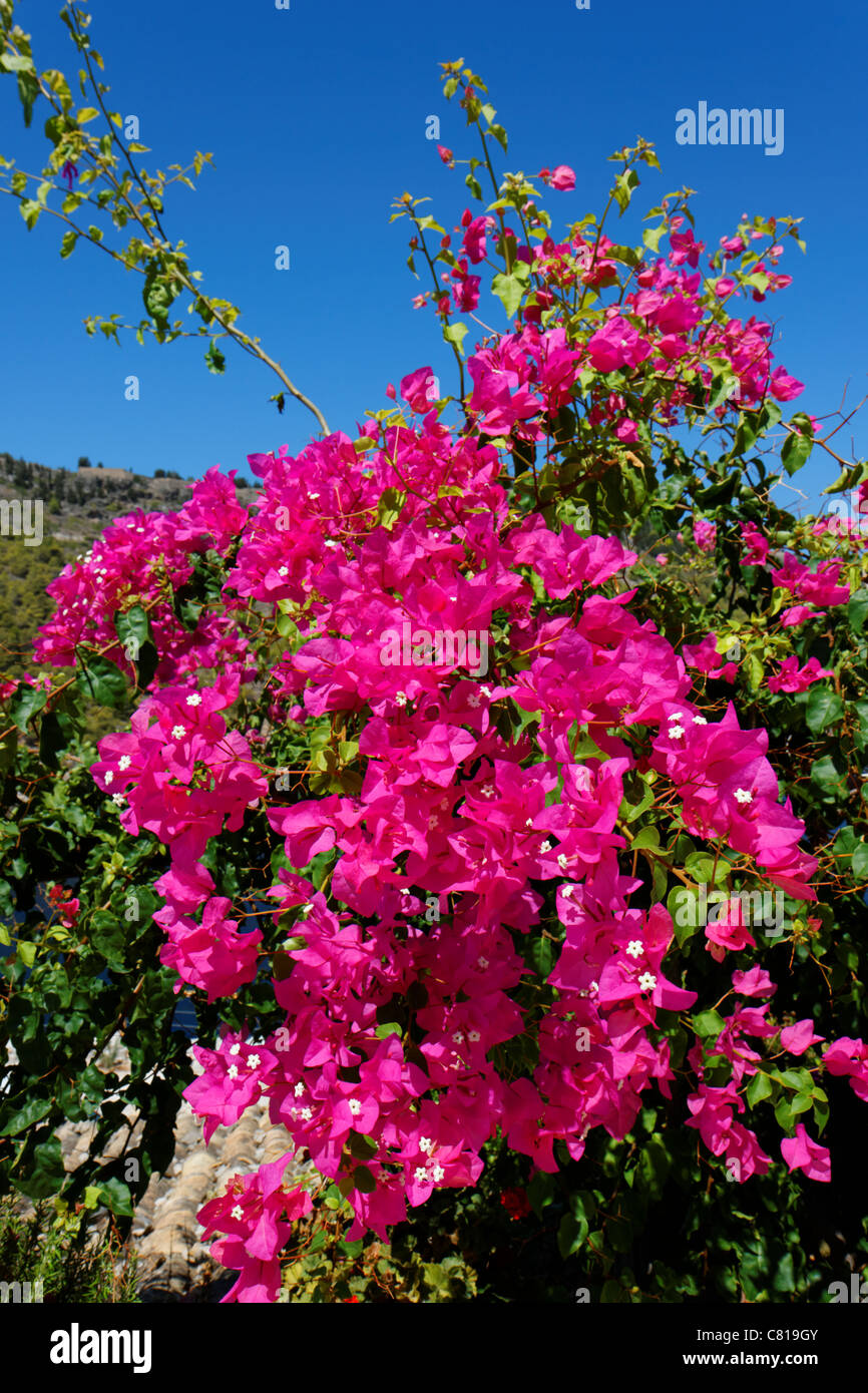 Bougainvillea in Greek garden Stock Photo - Alamy