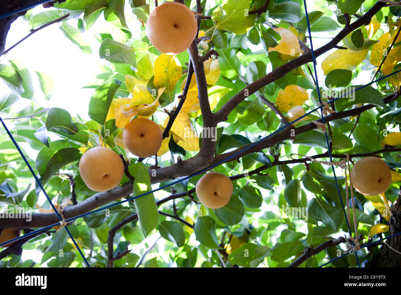 Hosui pear tree hi-res stock photography and images - Alamy
