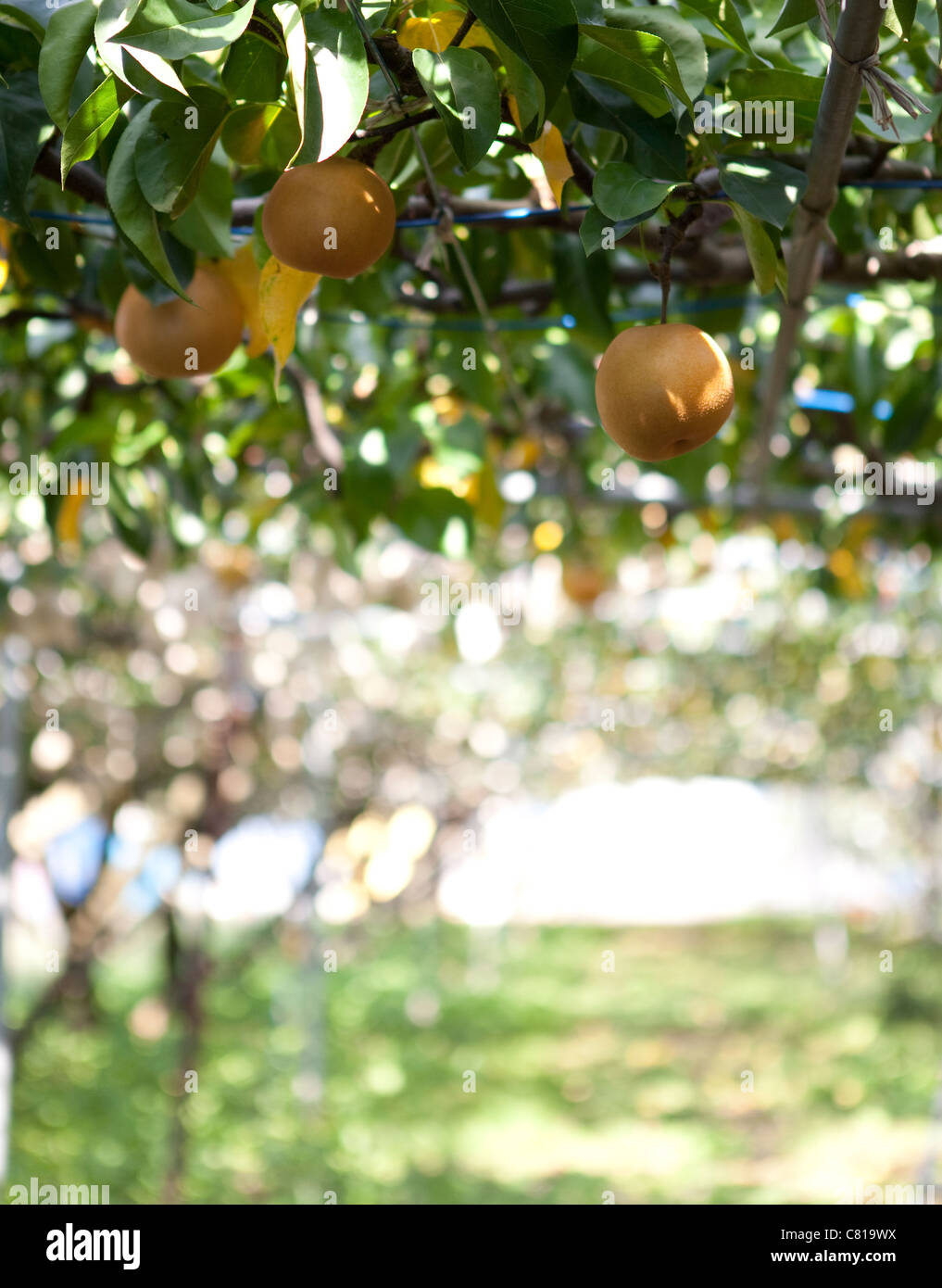 Hosui Pear Tree Stock Photo - Alamy