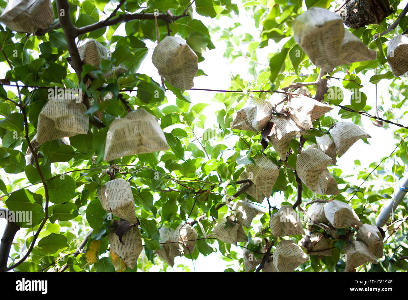 Pears Wrapped in Paper Stock Photo - Alamy