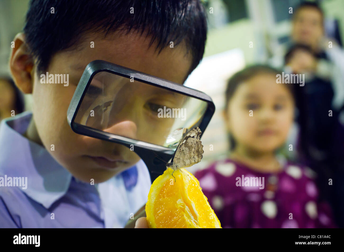 Children observe butterflies Stock Photo - Alamy
