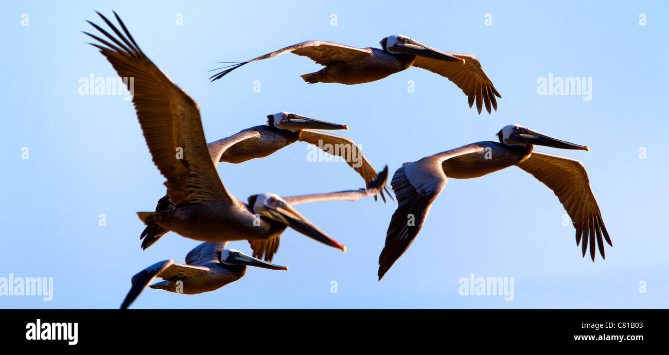 California brown pelicans in flight Stock Photo - Alamy