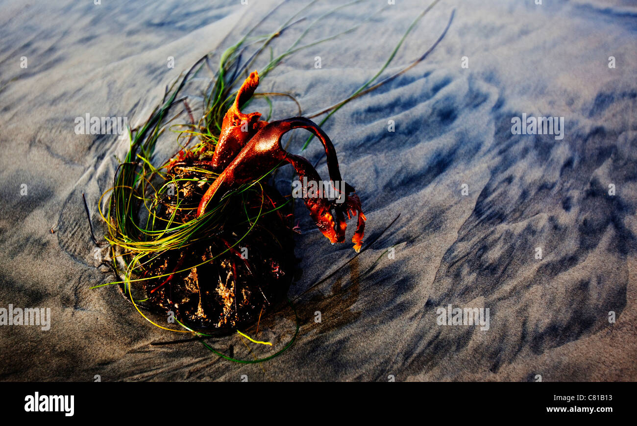 Ocean grass hi-res stock photography and images - Alamy