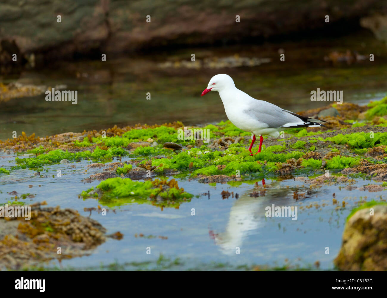 Red billed hi-res stock photography and images - Alamy
