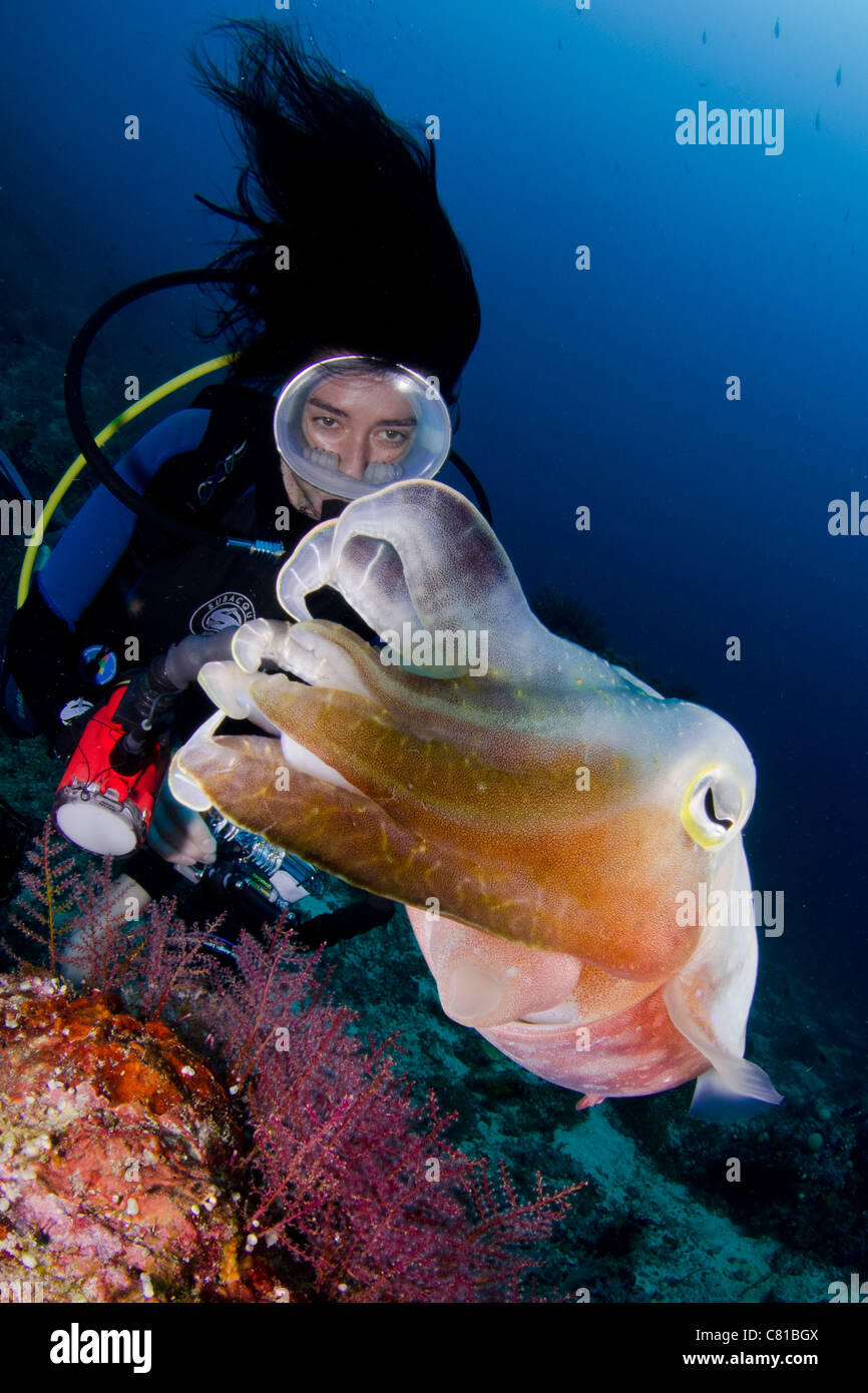 Cuttlefish and diver in coral reef, underwater, diver, female diver ...