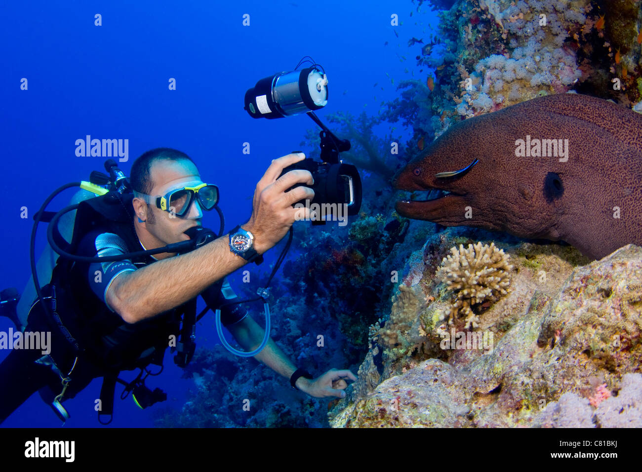 Underwater photographer in reefscape with moray eel hi-res stock ...