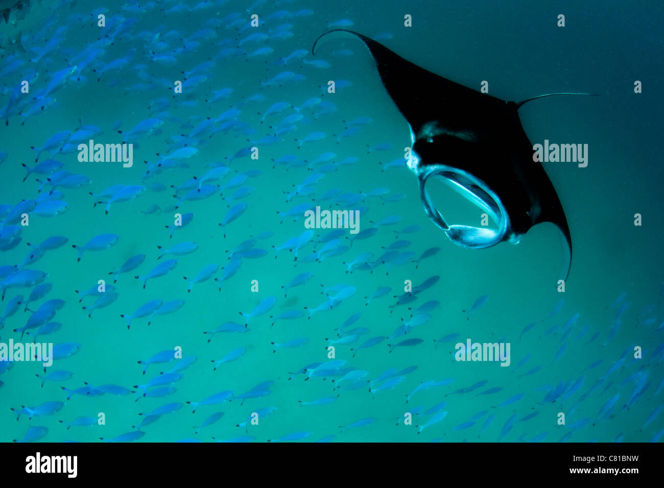 Manta rays in Maldives, underwater, sea life, school of fish, fish ...