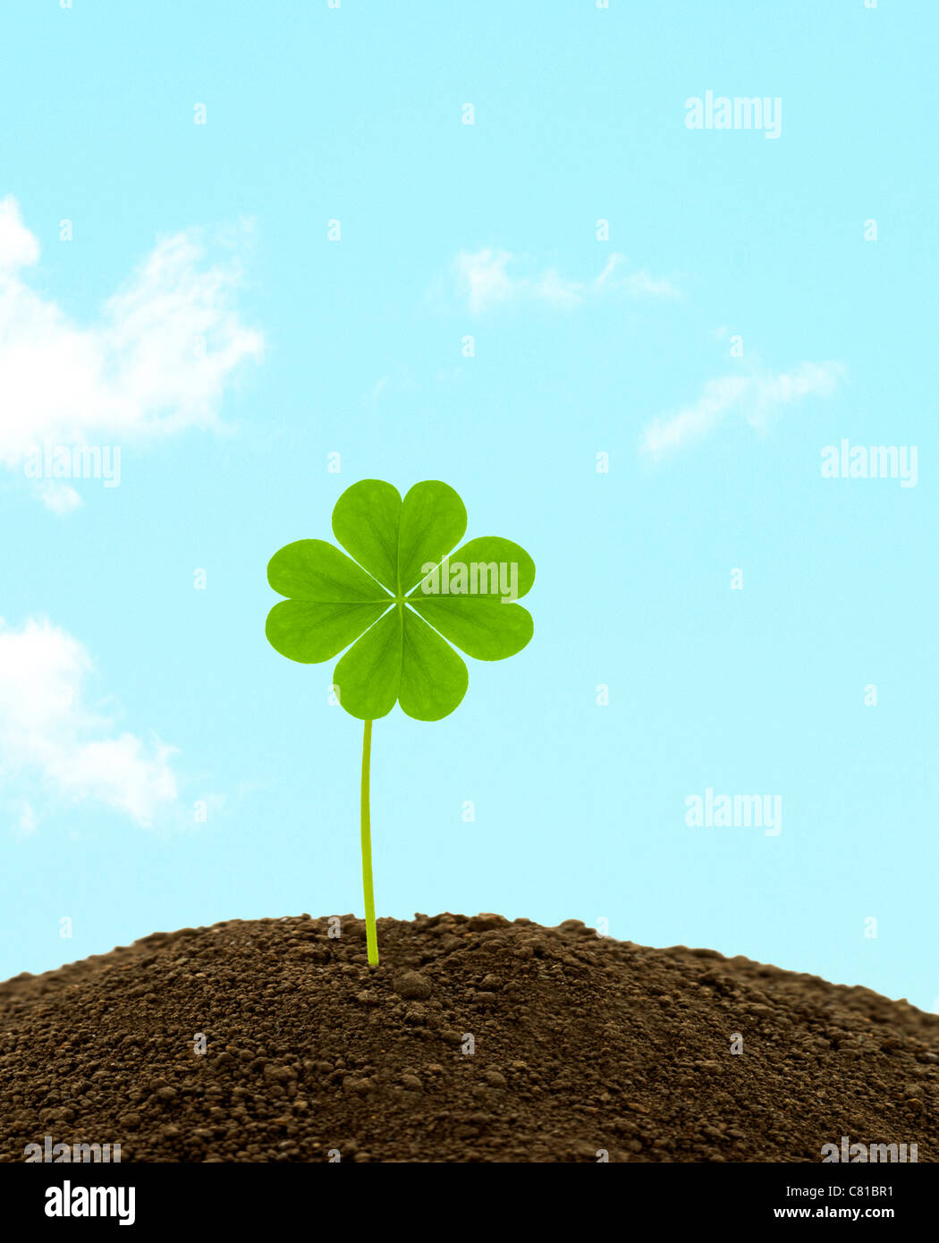 Four Leaf Clover Growing Stock Photo - Alamy