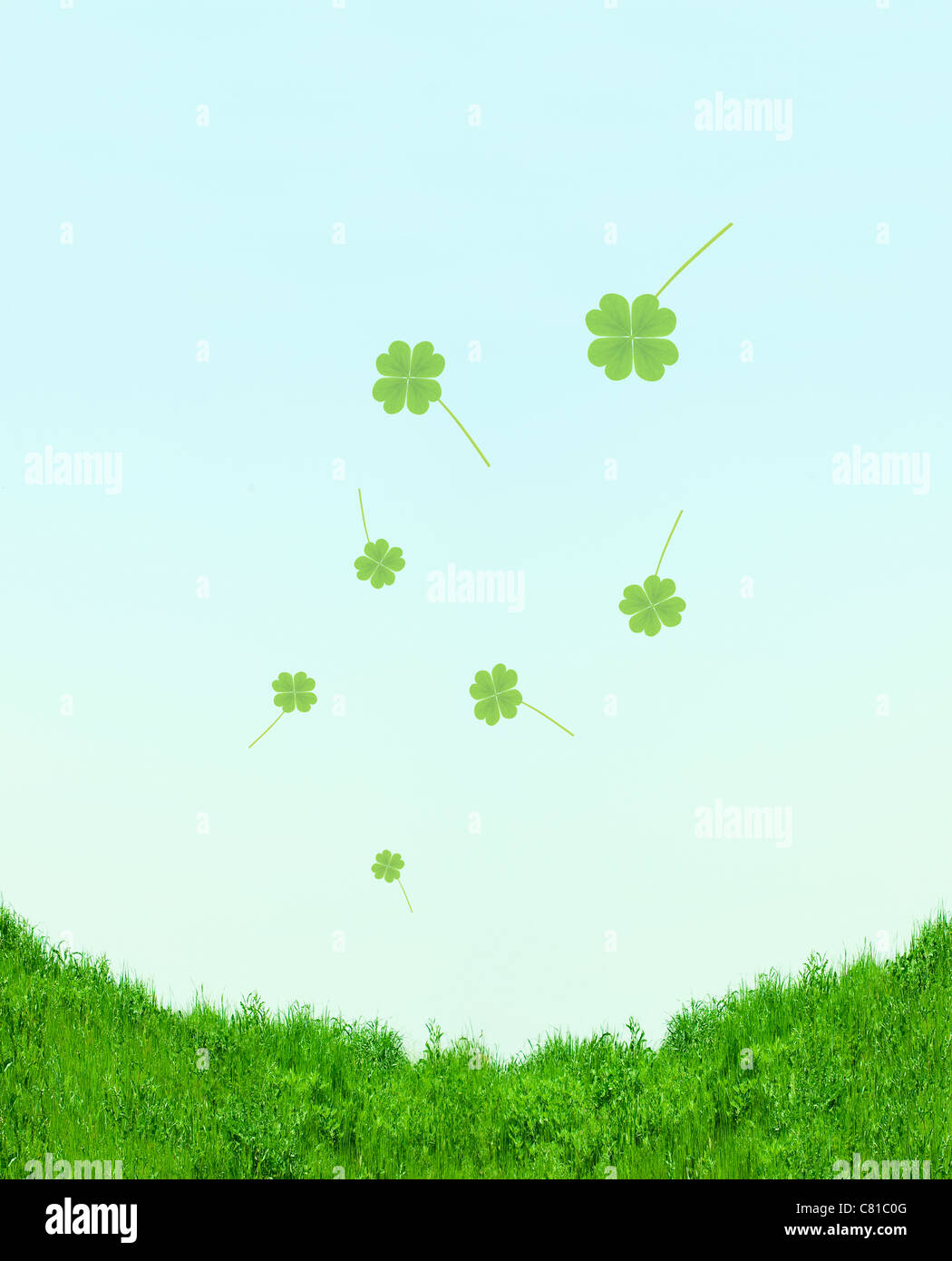 Four Leaf Clover Over Grass Stock Photo - Alamy