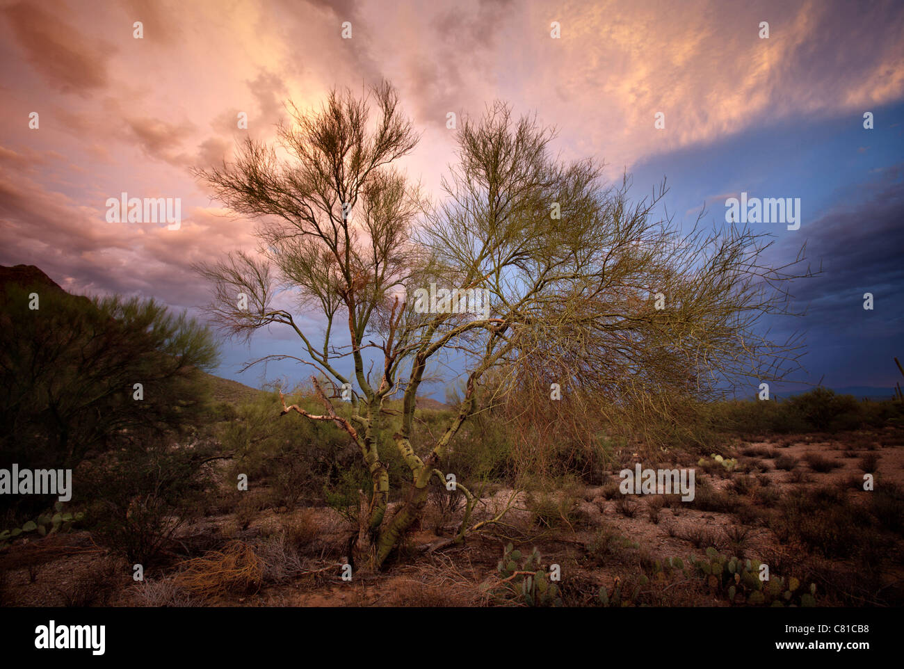 Palo verde tree hi-res stock photography and images - Alamy