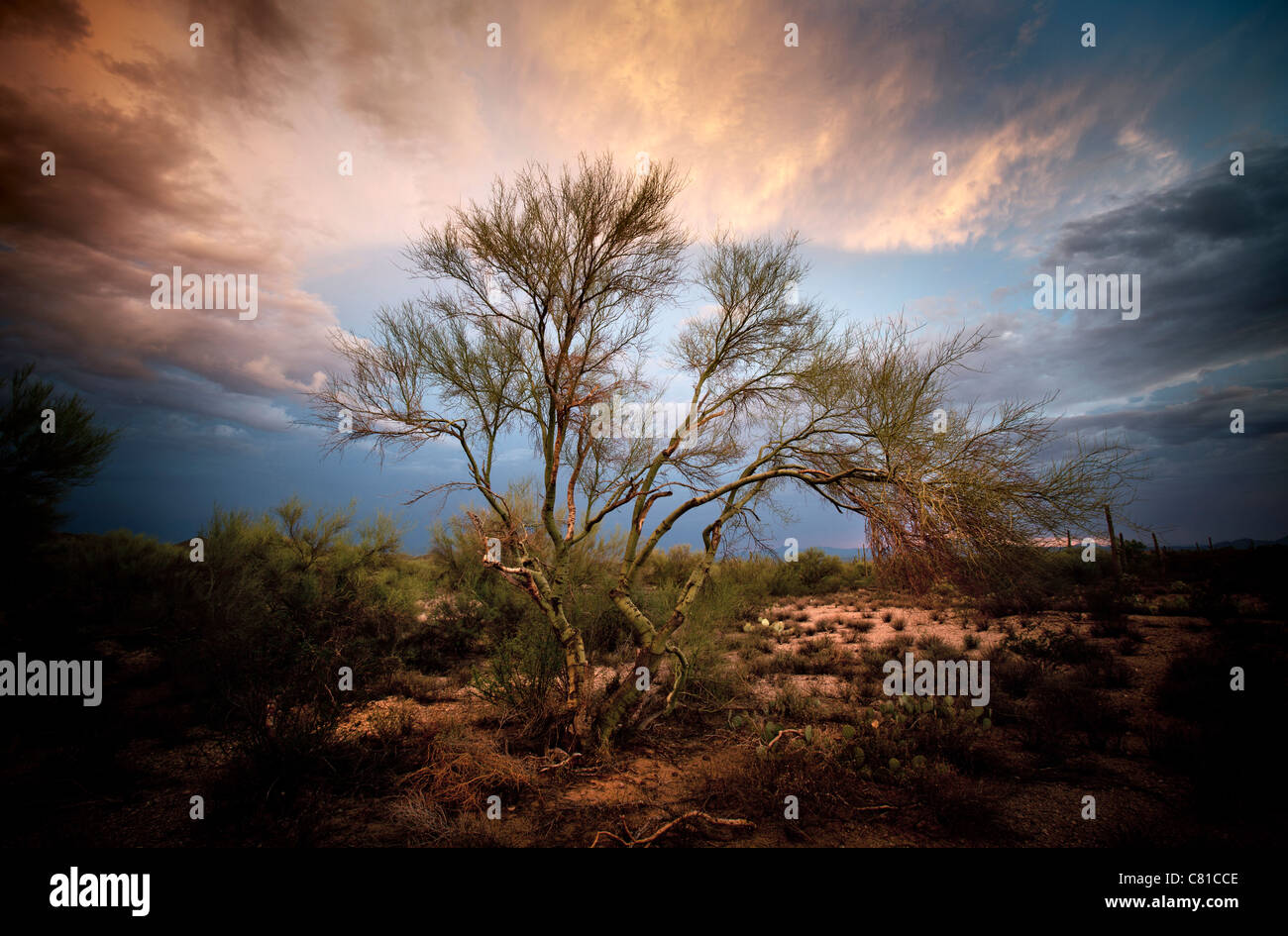 Desert sunset tree hi-res stock photography and images - Alamy