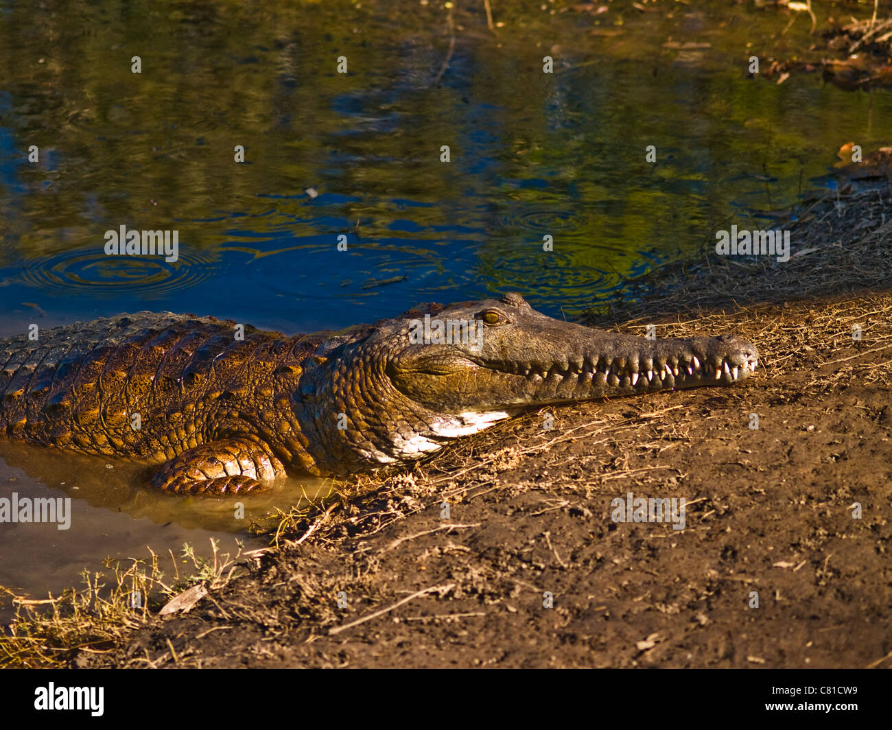 Australian Estuarine or Saltwater crocodile (Crocodylus porosus Stock Photo - Alamy