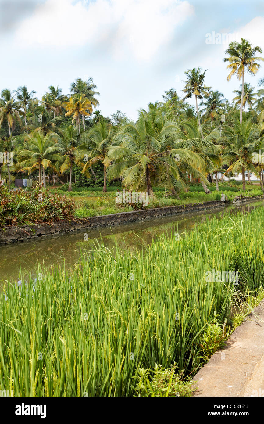 portrait of landscape of canal, palm trees, paddy fields under blue ...