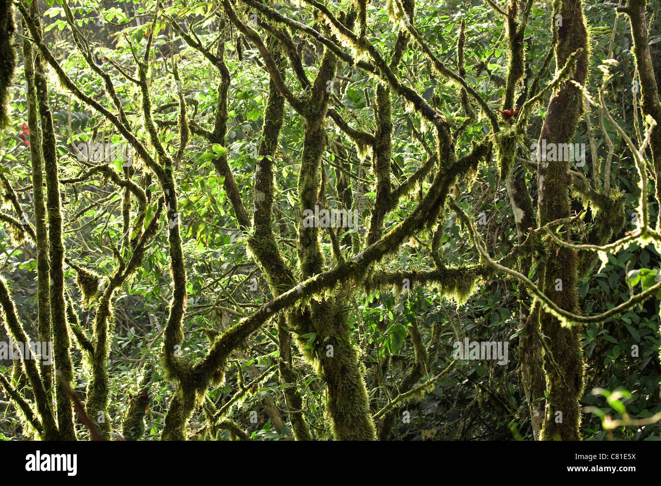 Tropical rain forest canopy with nearly every branch covered in moss ...