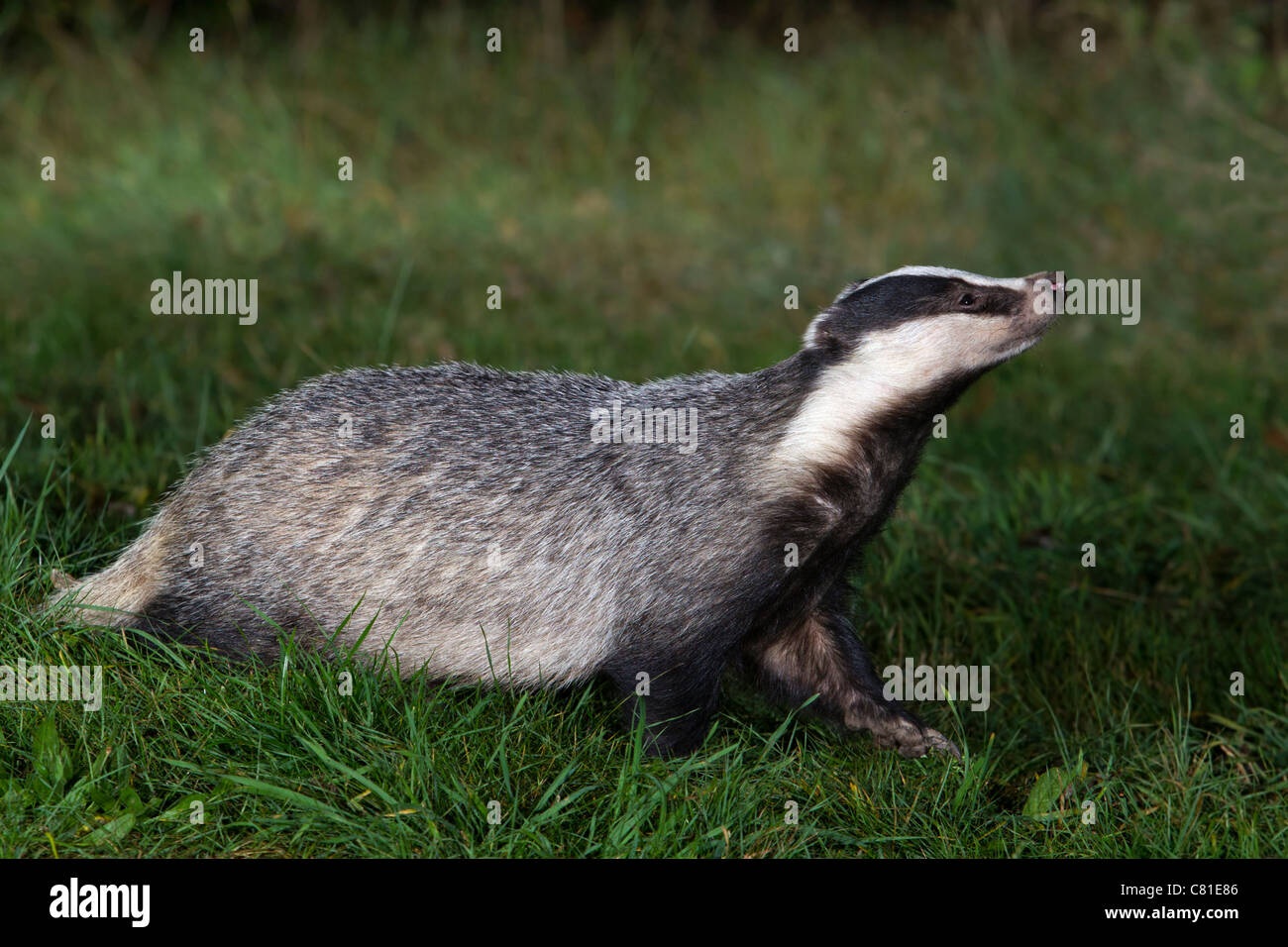 Badger head hi-res stock photography and images - Alamy