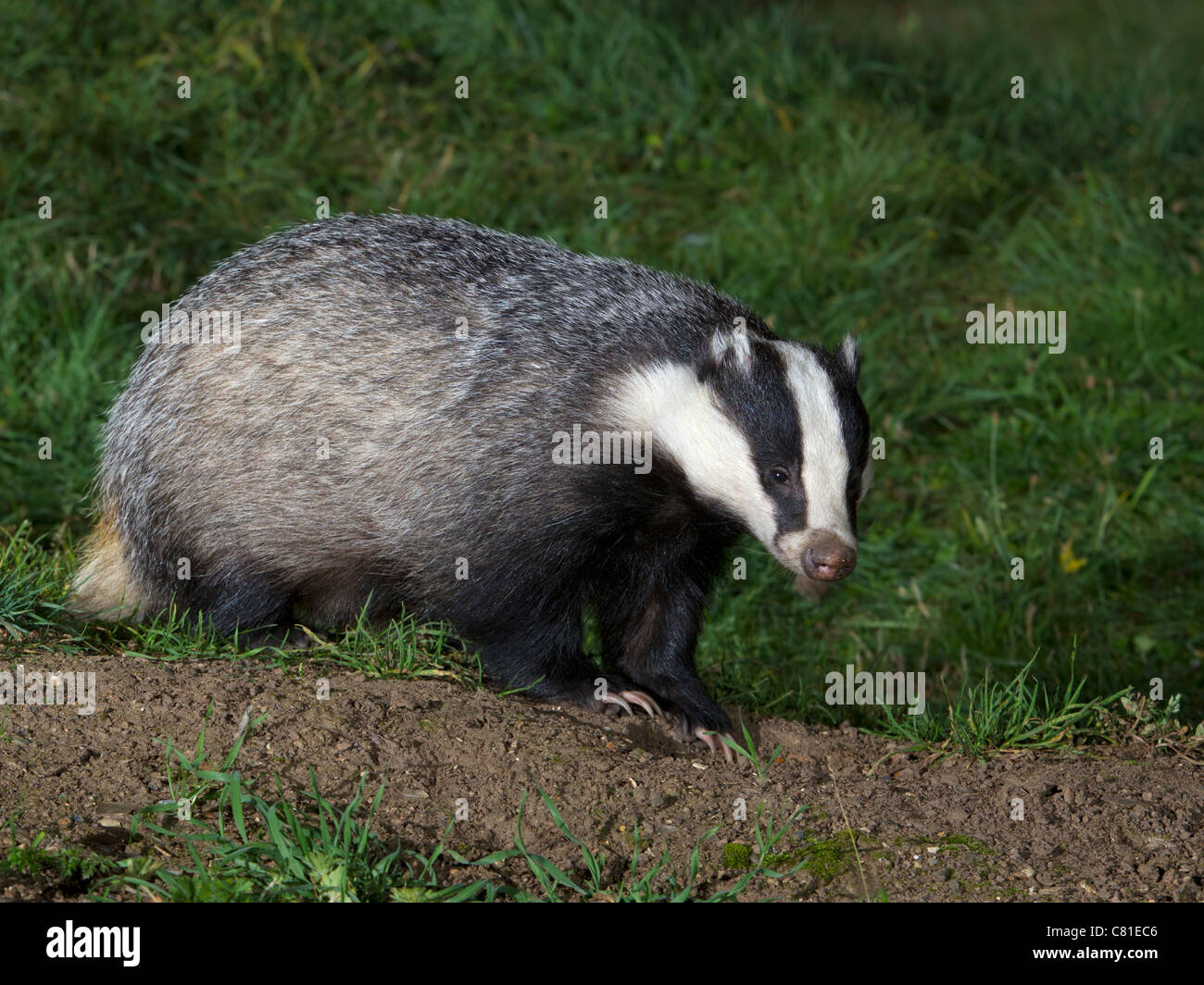 European badger walking Stock Photo - Alamy