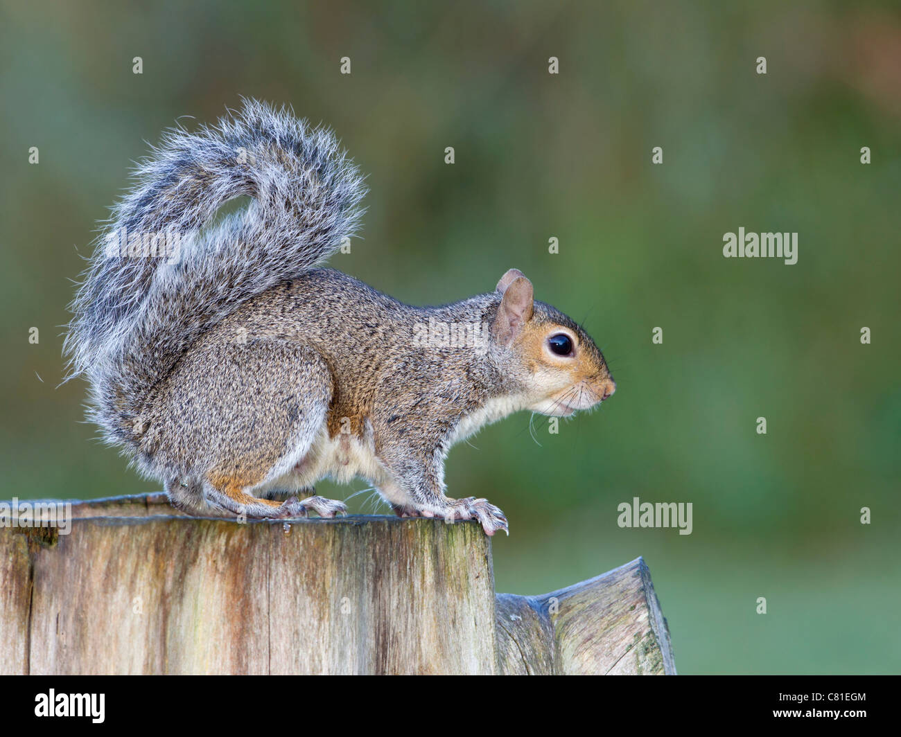 Grey squirrel on tree stump with tail raised Stock Photo - Alamy