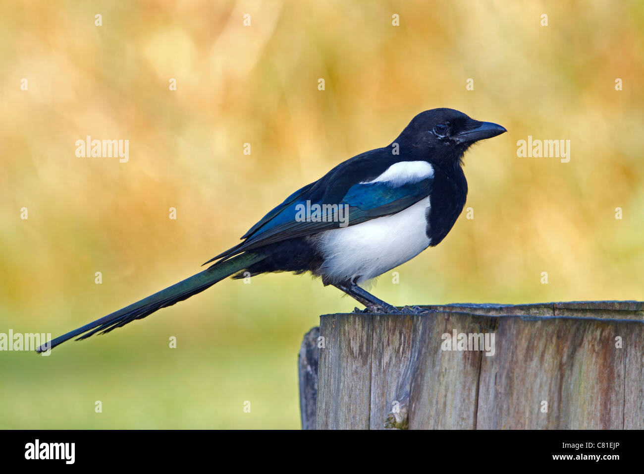 Magpie and stump hi-res stock photography and images - Alamy