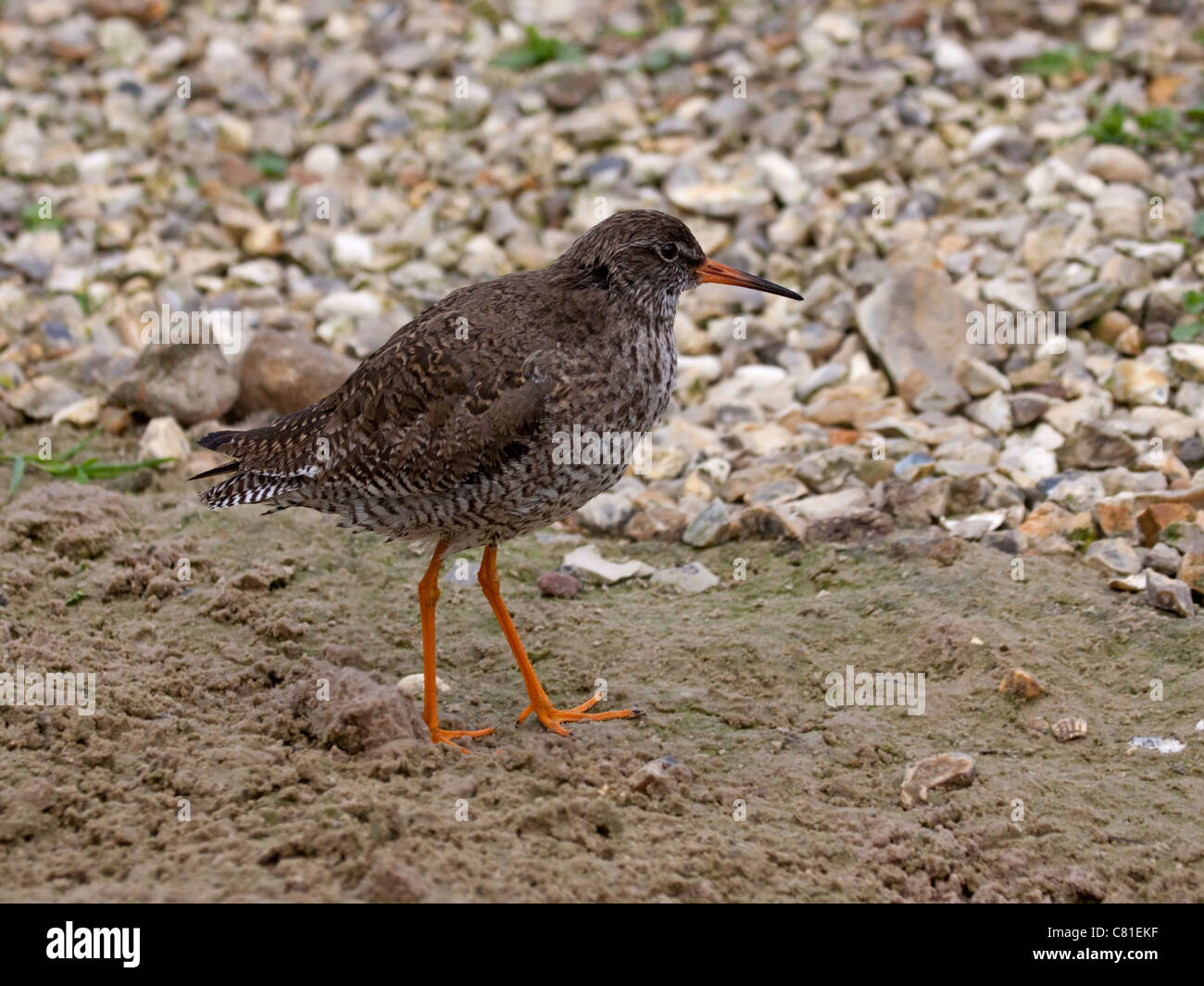 Common redshank on beach Stock Photo - Alamy