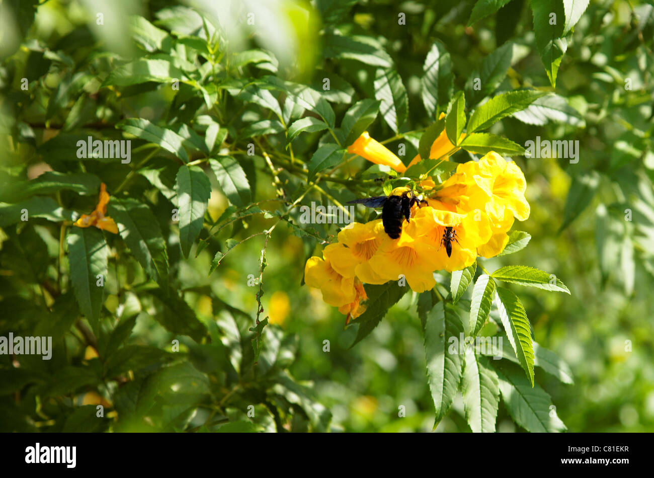 Bumble bee and a beetle amongst the Calibrachoa Kerala India, landscape ...