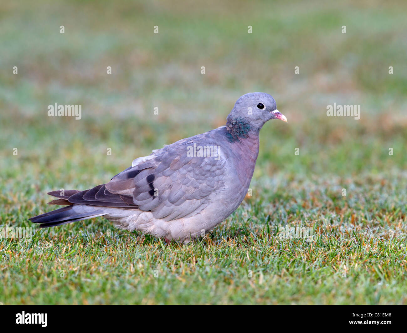 Stock dove hi-res stock photography and images - Alamy
