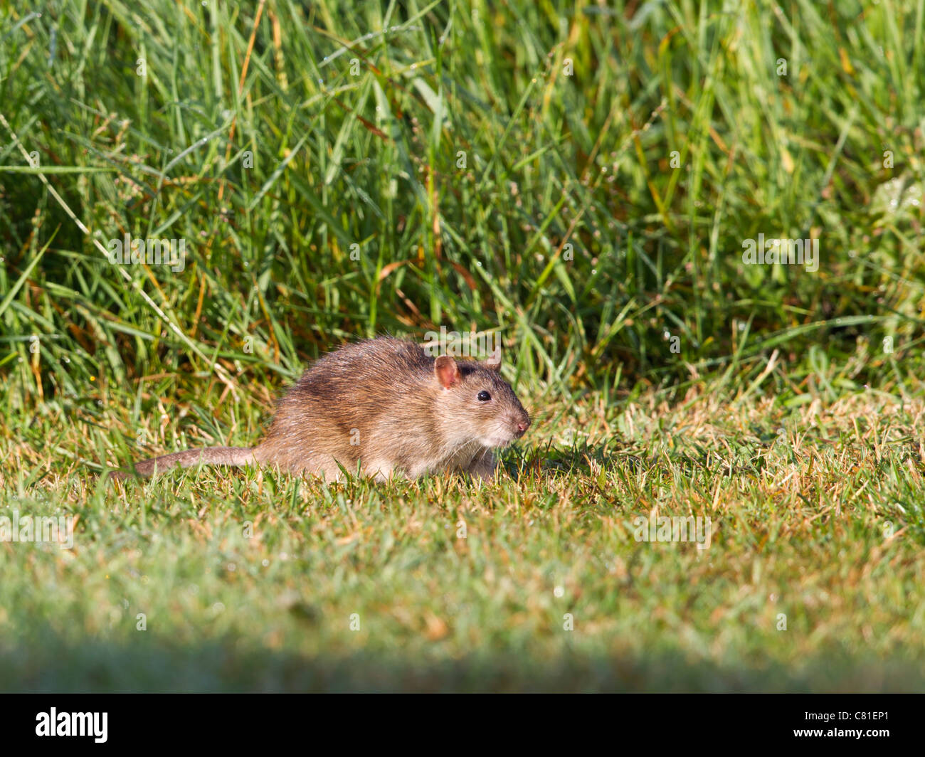 Field mouse hi-res stock photography and images - Alamy