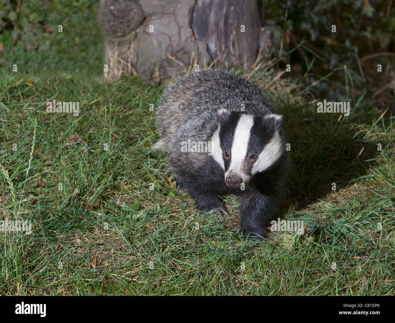 Badger walking hi-res stock photography and images - Alamy