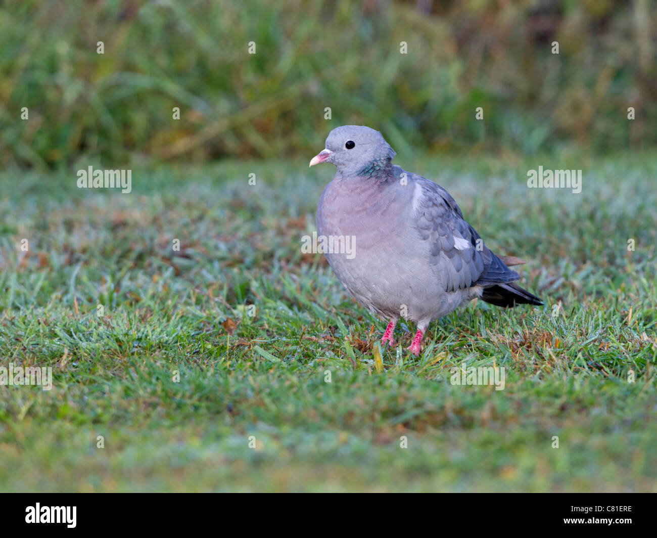 Stock dove hi-res stock photography and images - Alamy