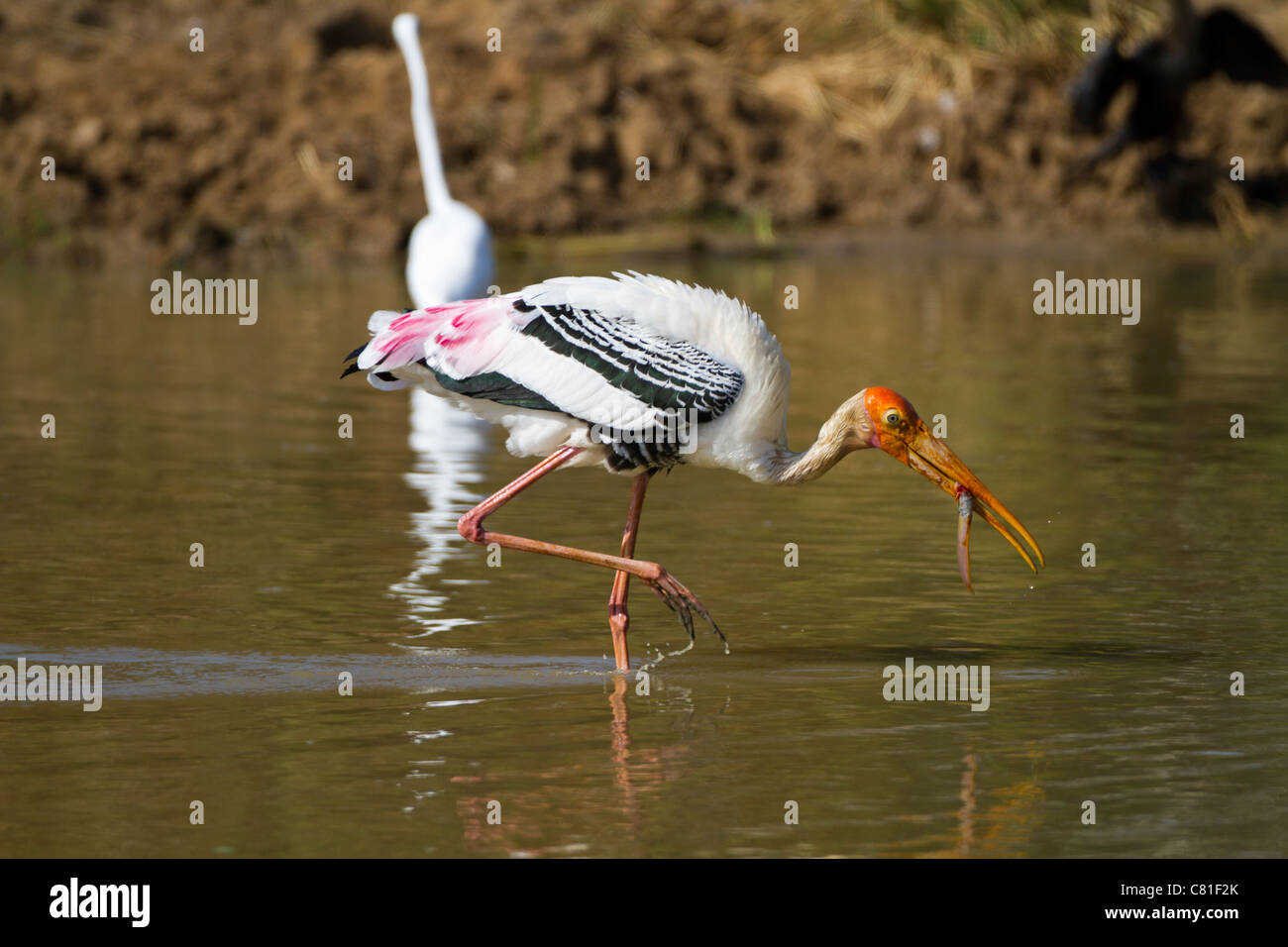 Painted Stork (Mycteria leucocephala) with small prey fish at a small ...