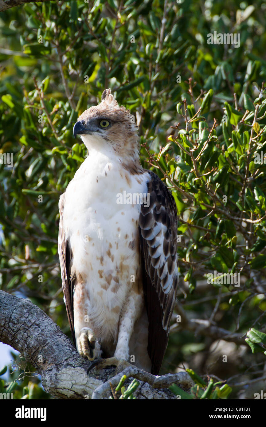 Crested Hawk-Eagle or Changeable Hawk-eagle (Nisaetus cirrhatus Stock Photo - Alamy