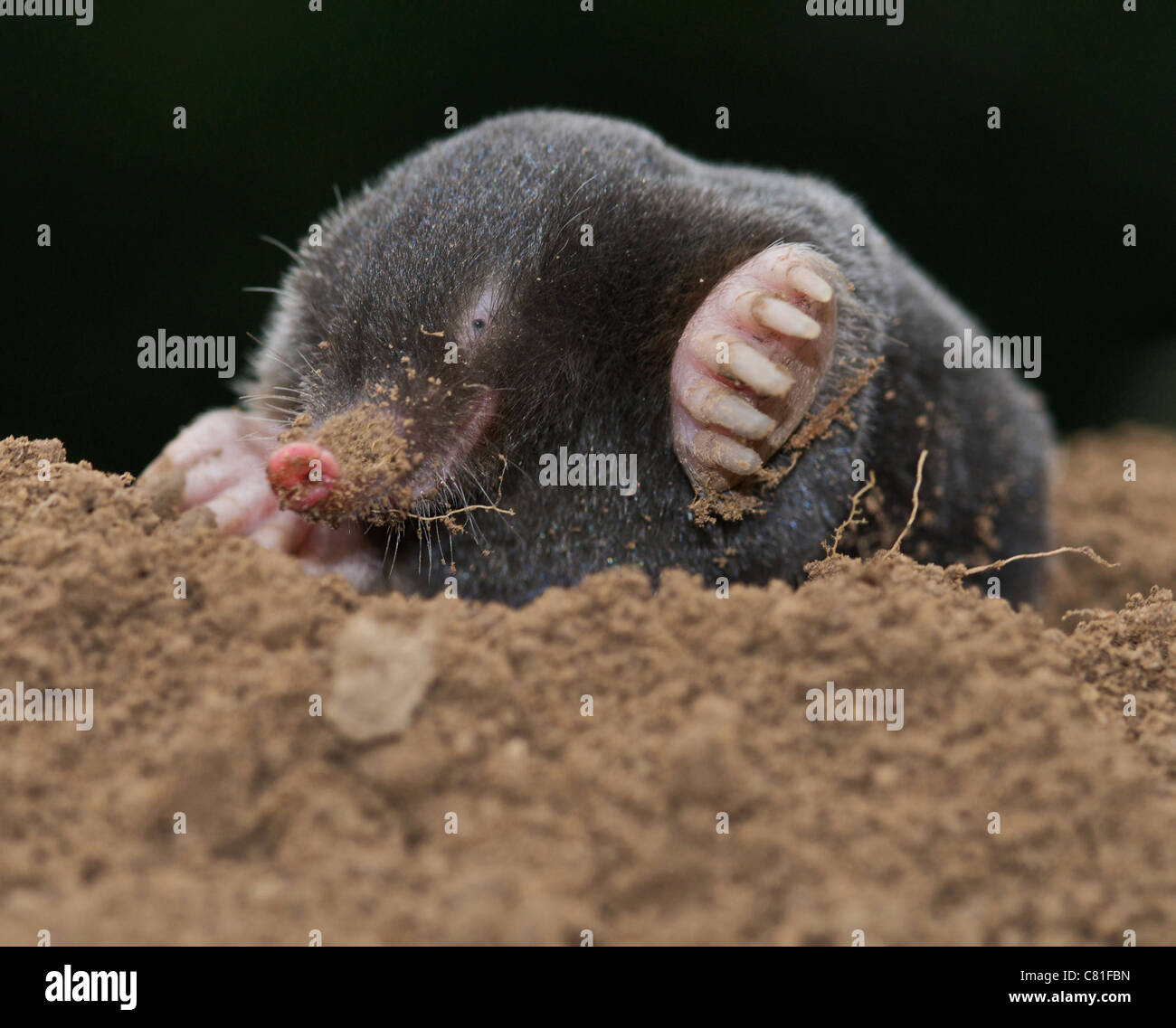 MOLE Common Mole (Talpa europaea) Common mammal but rarely seen the ...