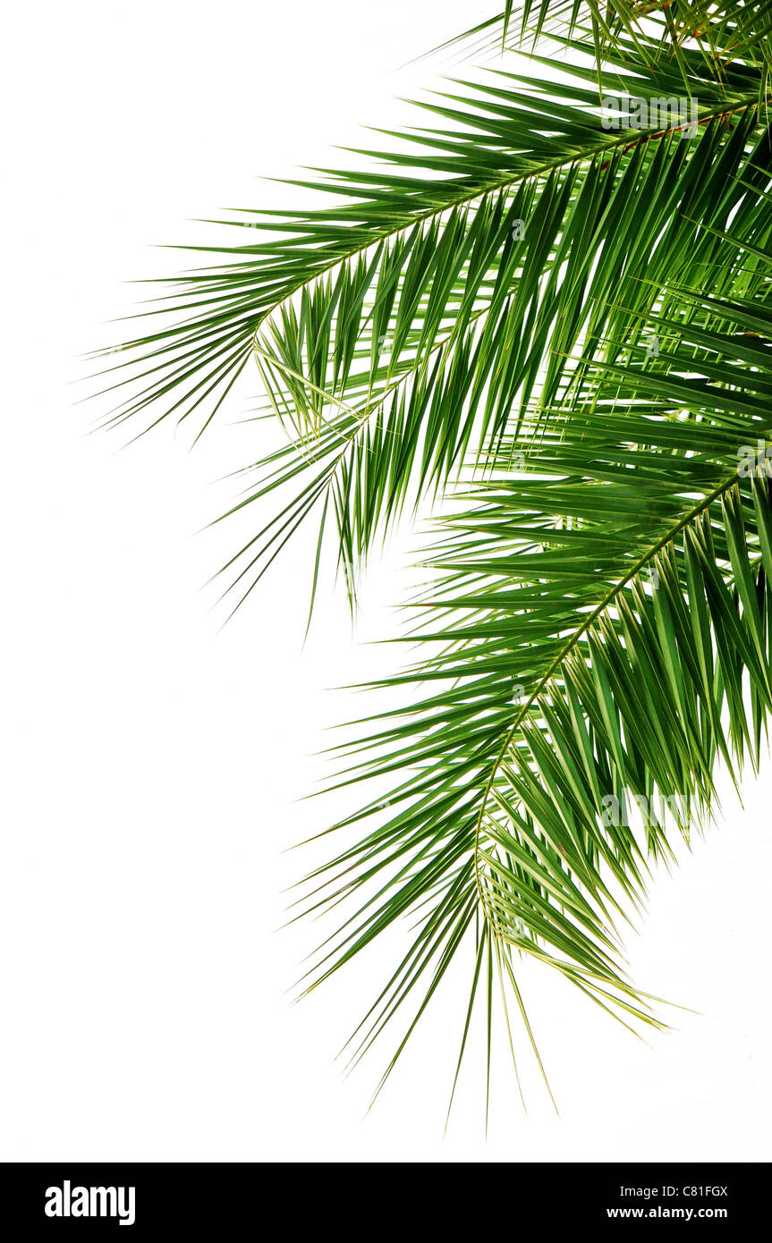 Waving palm tree leaves on white background Stock Photo - Alamy