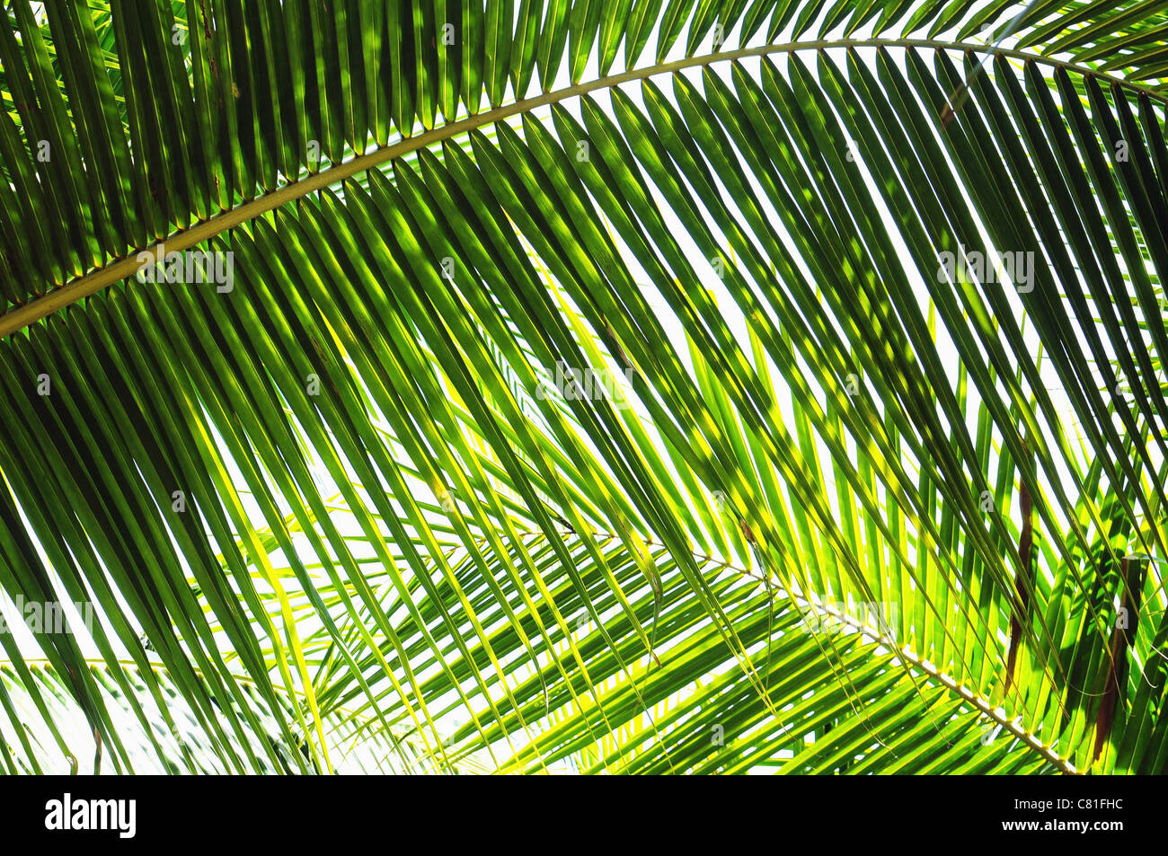 Waving palm tree leaves with sky in background Stock Photo - Alamy