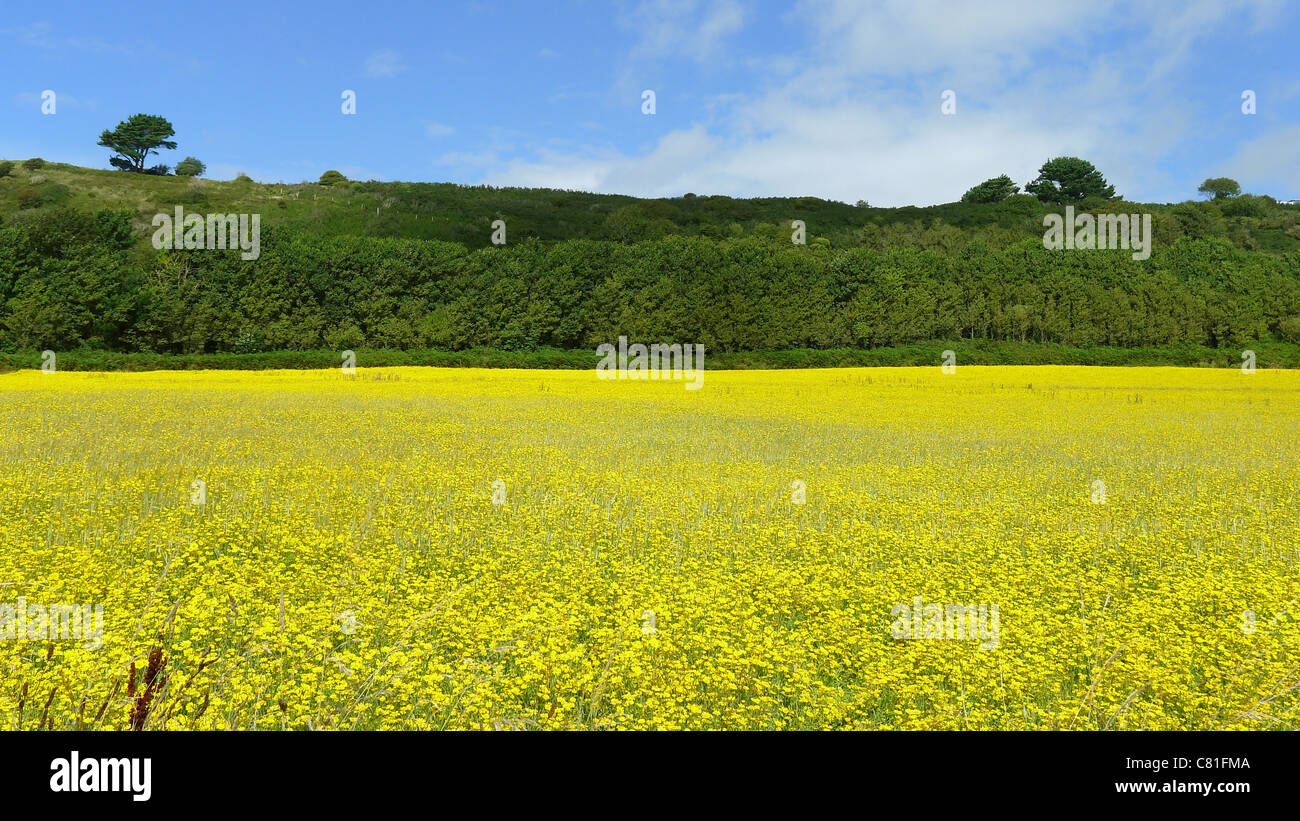 Devon coast flowers hi-res stock photography and images - Alamy