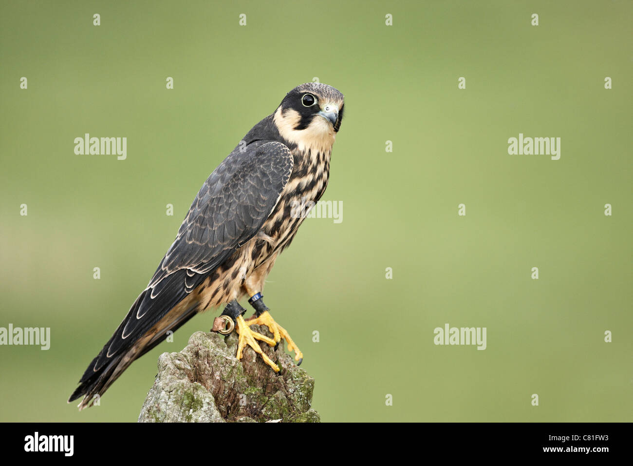 Falco subbuteo hi-res stock photography and images - Alamy