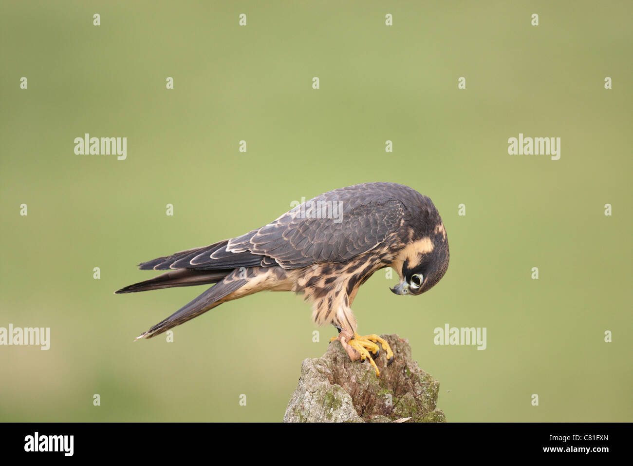 A captive hobby Falco Subbuteo on a fence post Stock Photo - Alamy
