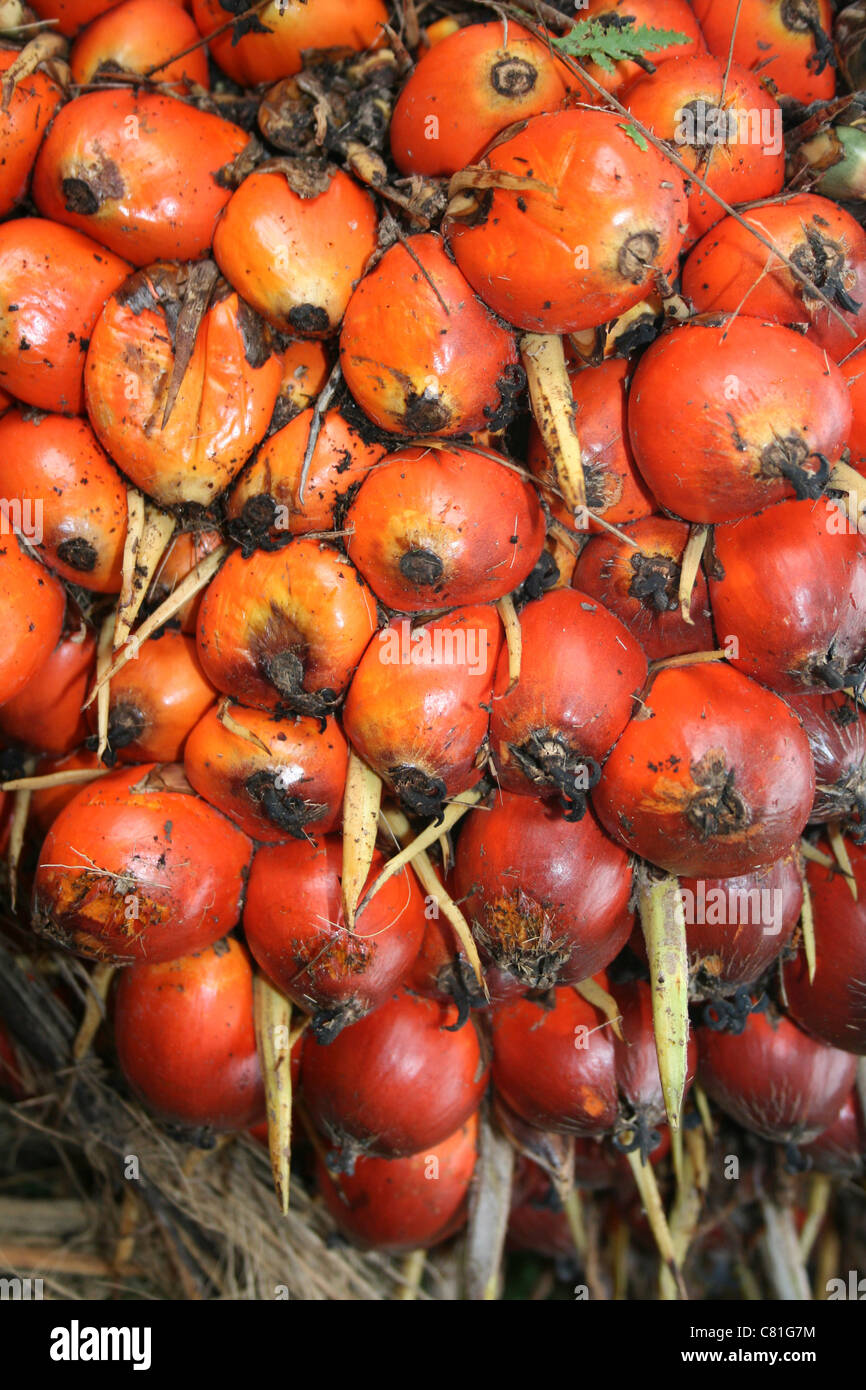 Fruit Of An Oil Palm Tree Stock Photo - Alamy
