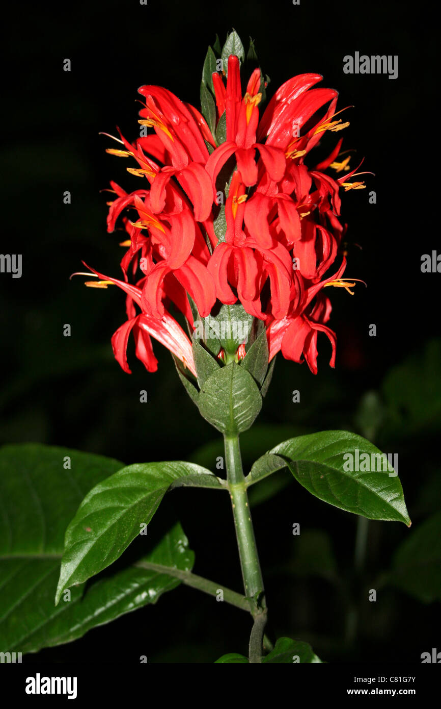 Kalibaru java hi-res stock photography and images - Alamy